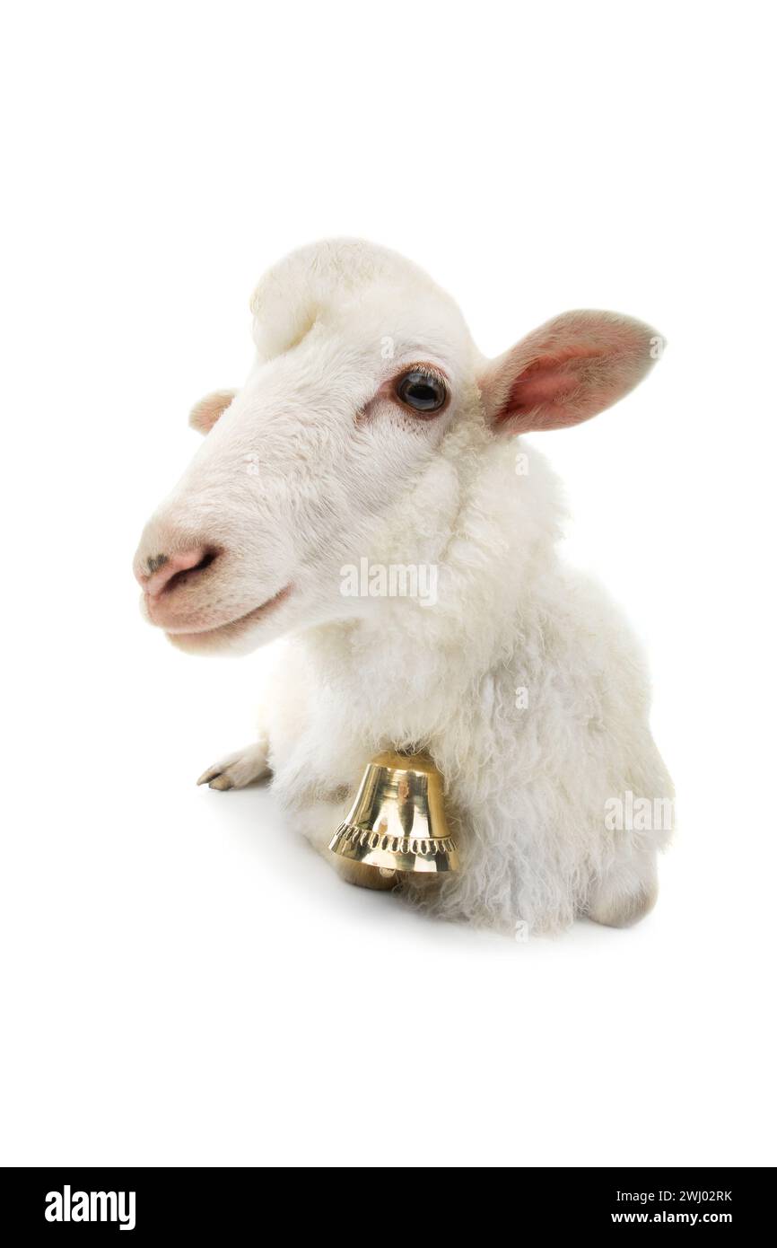 sheep with bell isolated on white background Stock Photo - Alamy
