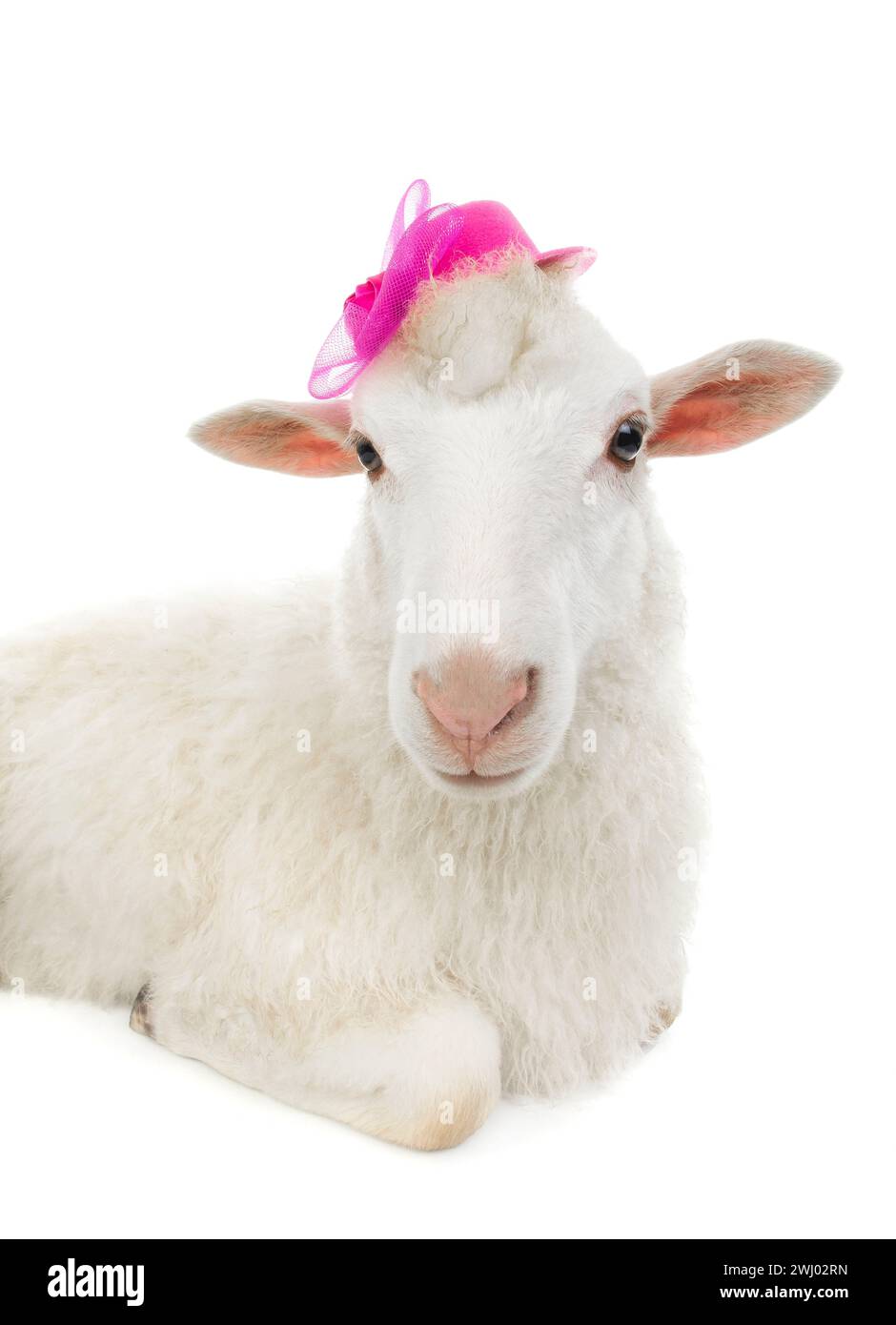 sheep sitting in a hat isolated on white background Stock Photo - Alamy