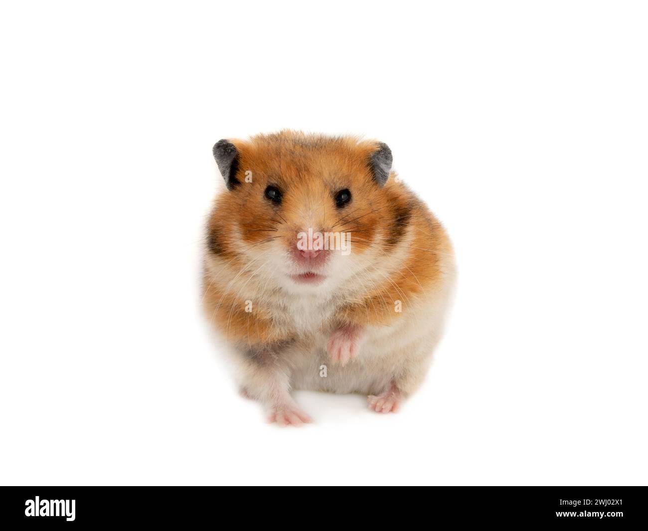 Syrian hamster isolated on white background Stock Photo - Alamy