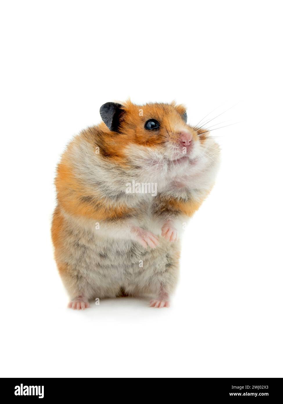 Stand on your hind legs Cut Out Stock Images & Pictures - Alamy