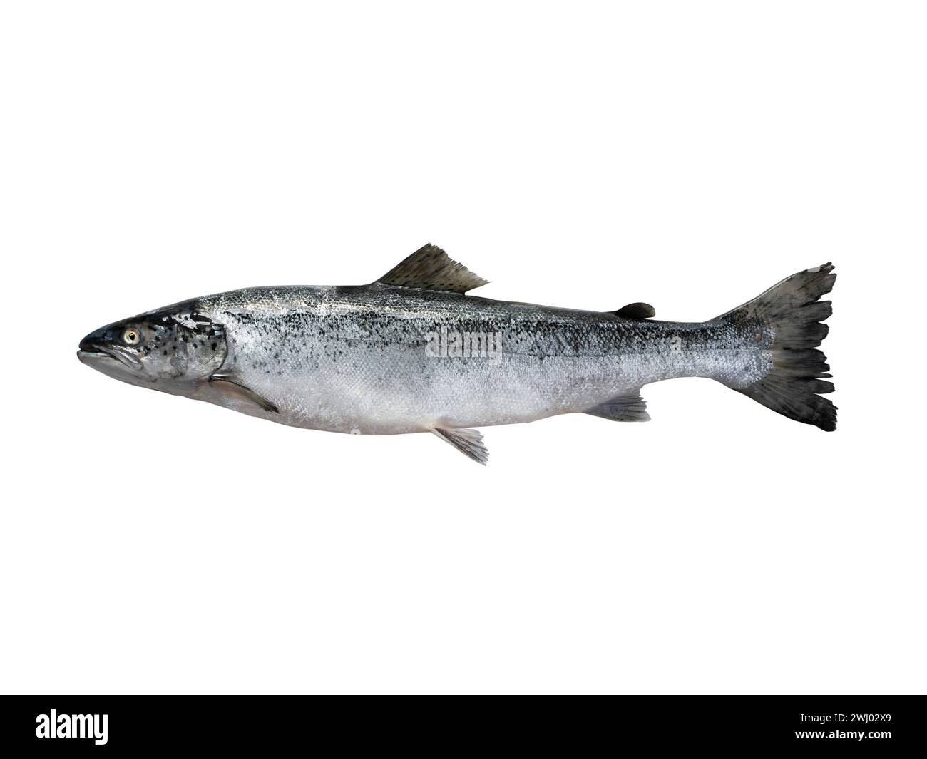 Meat salmon fish big Cut Out Stock Images & Pictures - Alamy