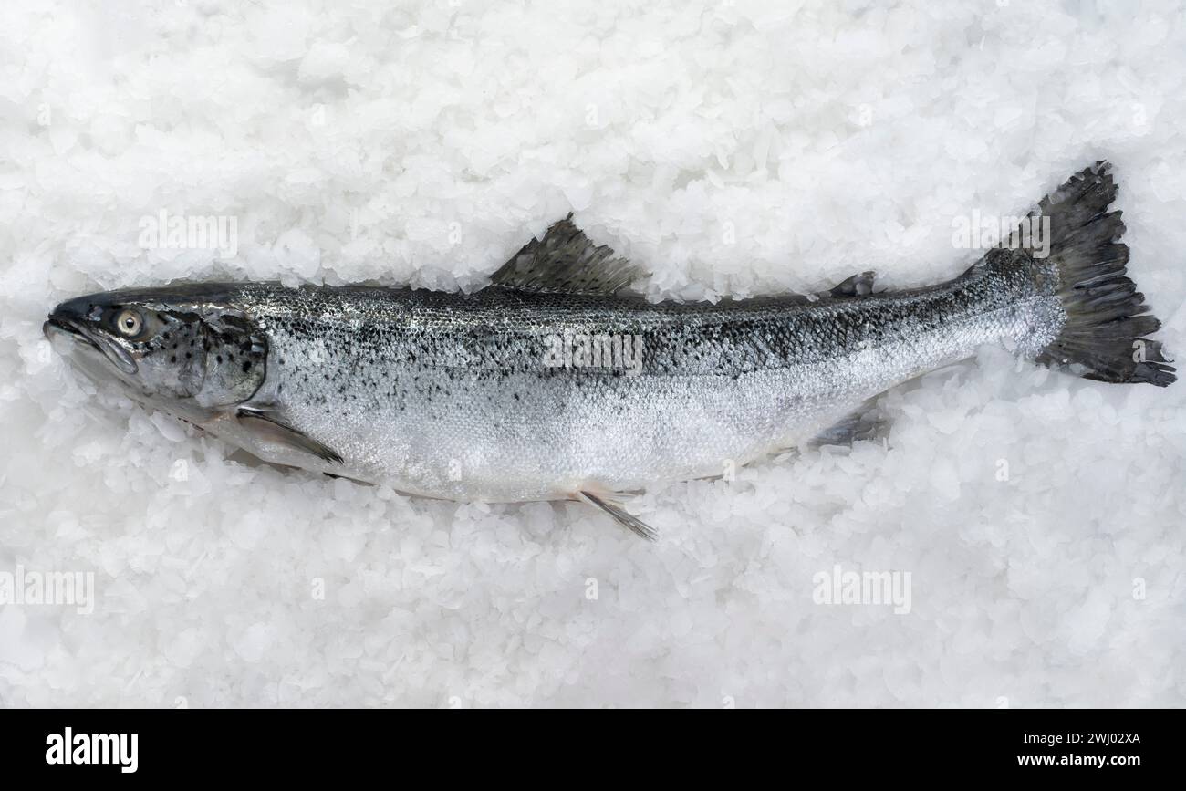 salmon fish lying in the ice Stock Photo - Alamy