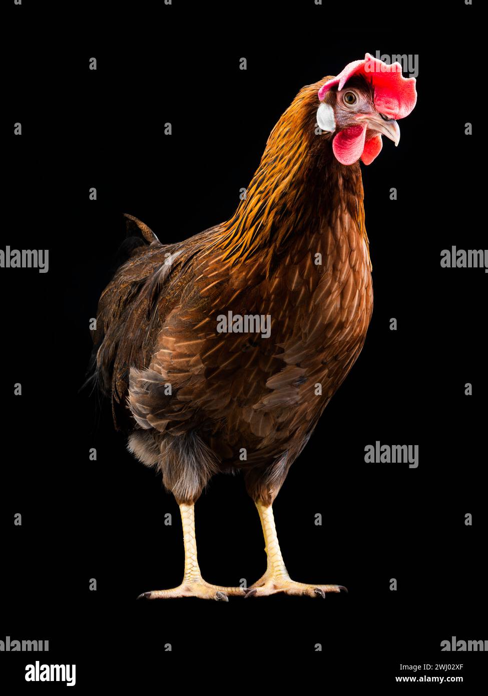 Italian partridge hen on black background Stock Photo - Alamy