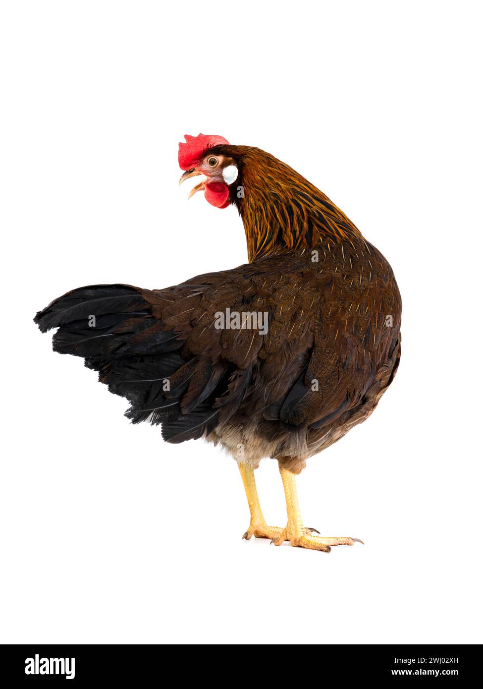 Italian partridge chicken isolated on white background Stock Photo - Alamy