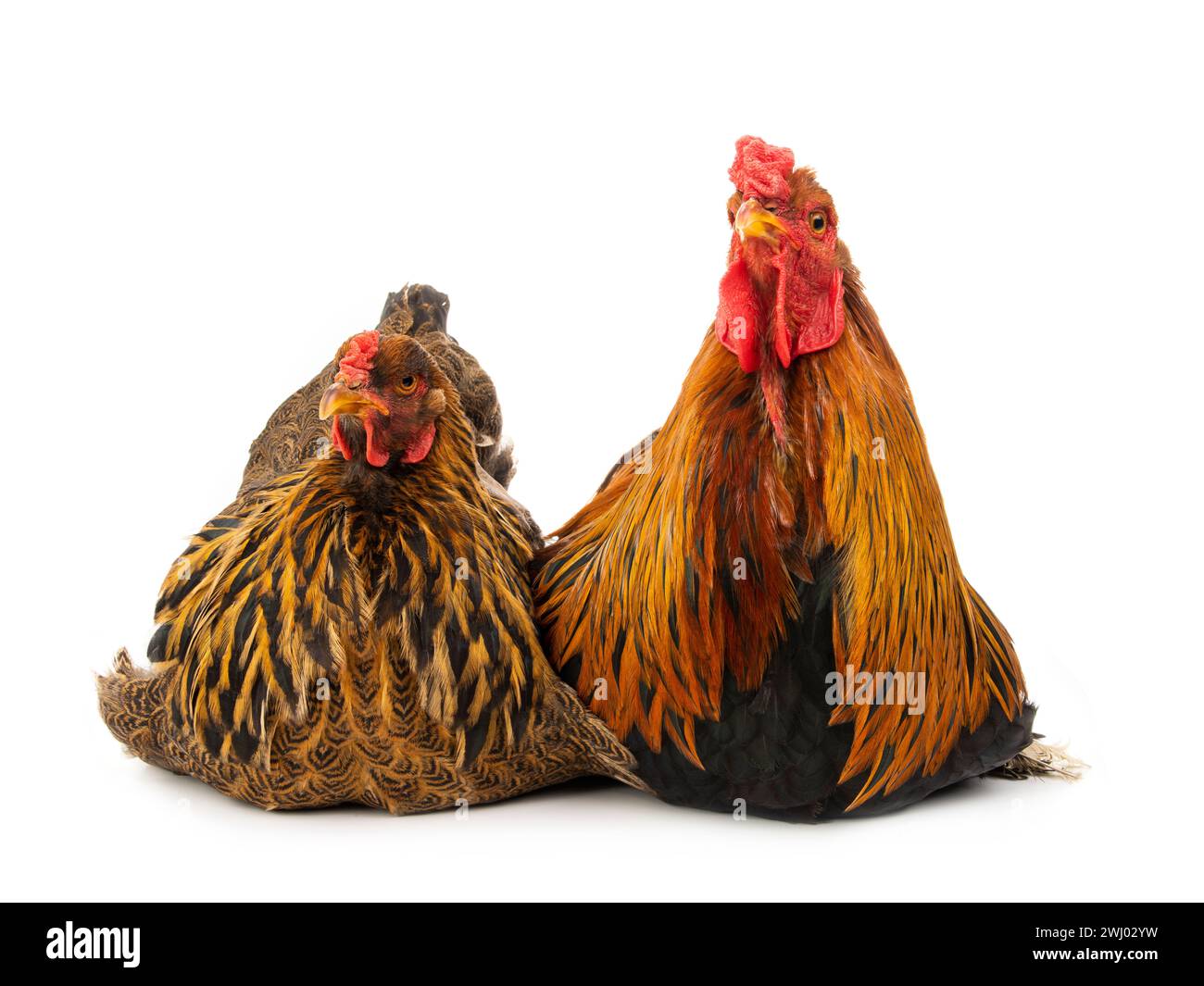 male and female Brahma isolated on white background Stock Photo - Alamy