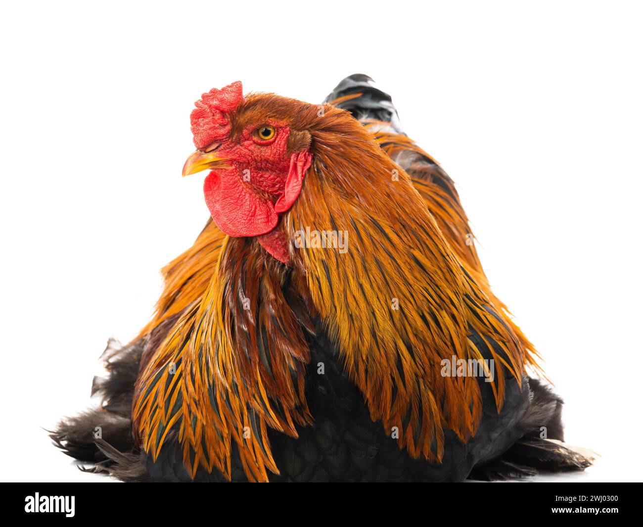 rooster Brahma isolated on white background Stock Photo - Alamy