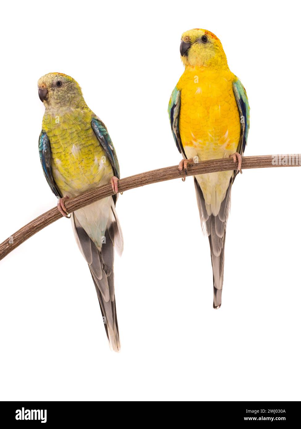 male and female parrot (haematonotus psephotus) isolated on white ...