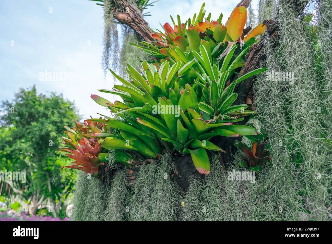 Tillandsia Usneoides and bromelain on tree branches in tropical ...