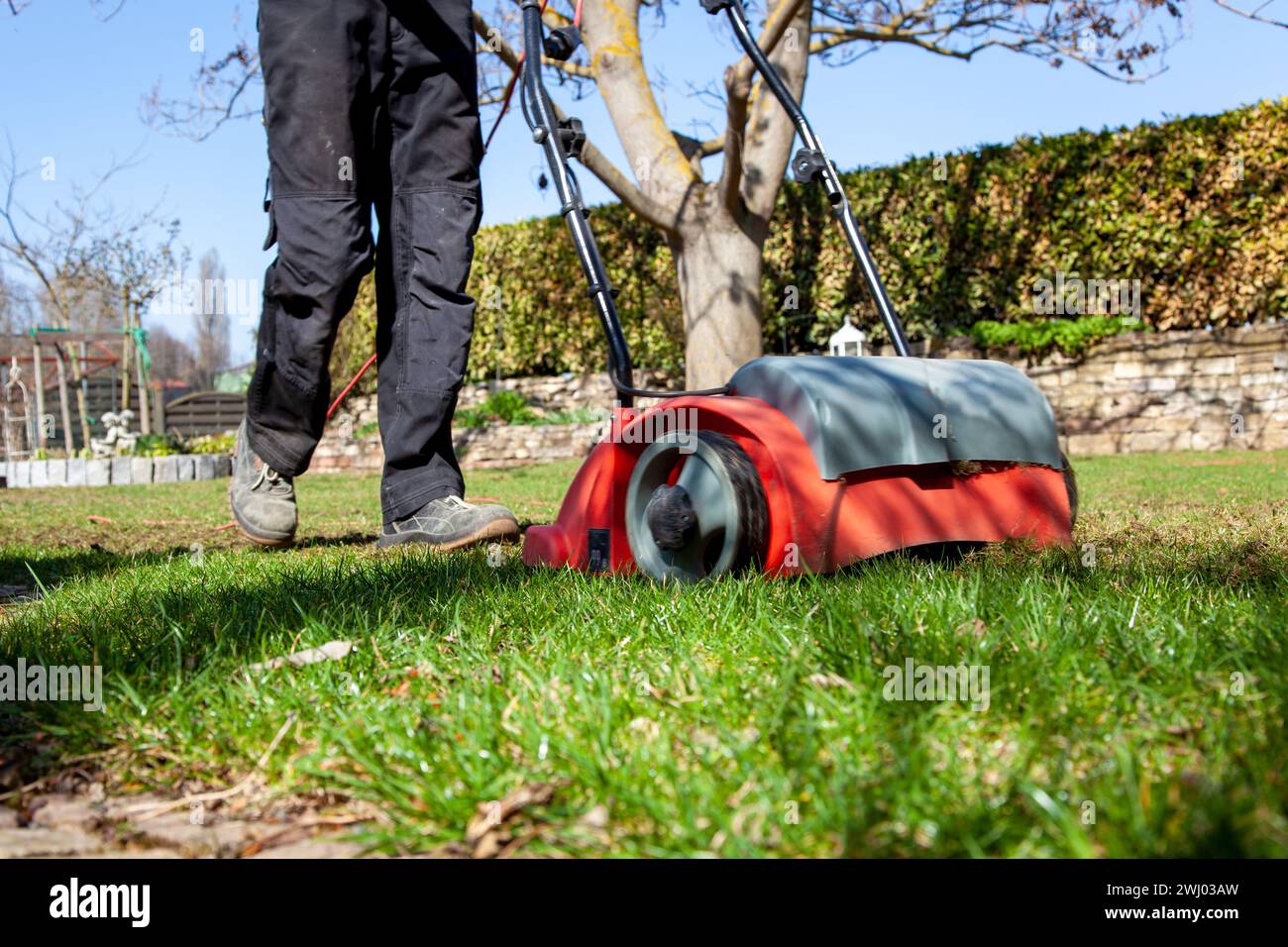 Using a scarifier in the garden to improving quality of the lawn in ...