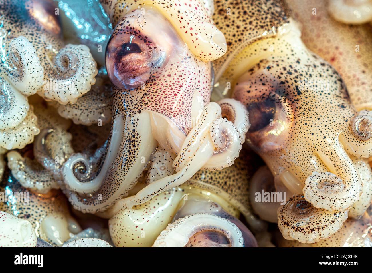 Fresh squid, octopus. Raw whole calamari. Cuttlefish Seafood. Full ...
