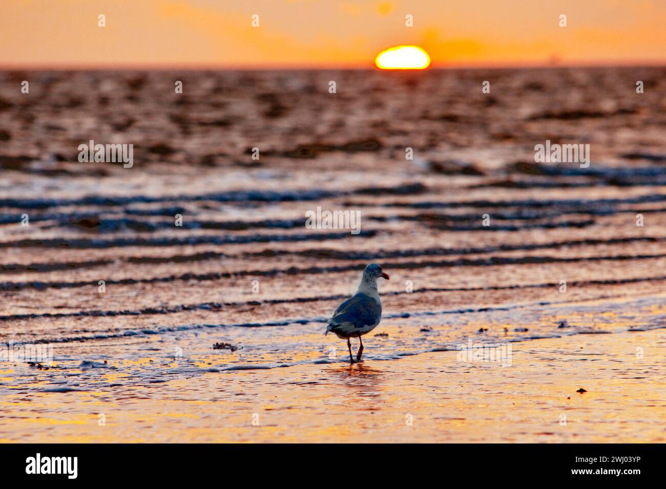 Flood fringe in the mudflat landscape with setting sun and a seagull ...