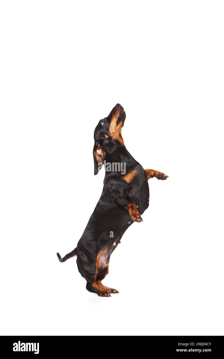 Purebred adorable dog, black Dachshund standing on hind legs isolated ...
