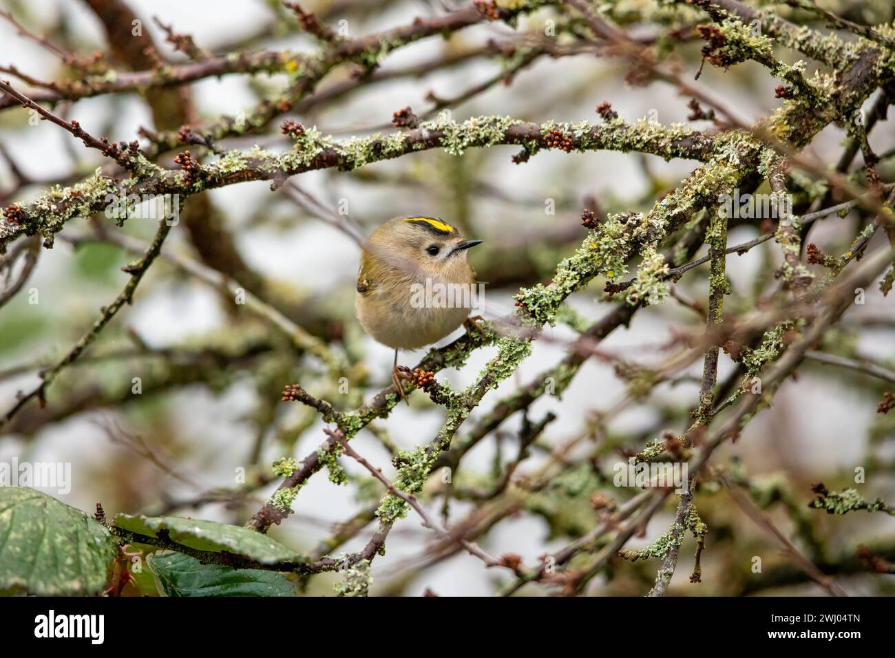 A small Gold Crest bird between the branches Stock Photo - Alamy