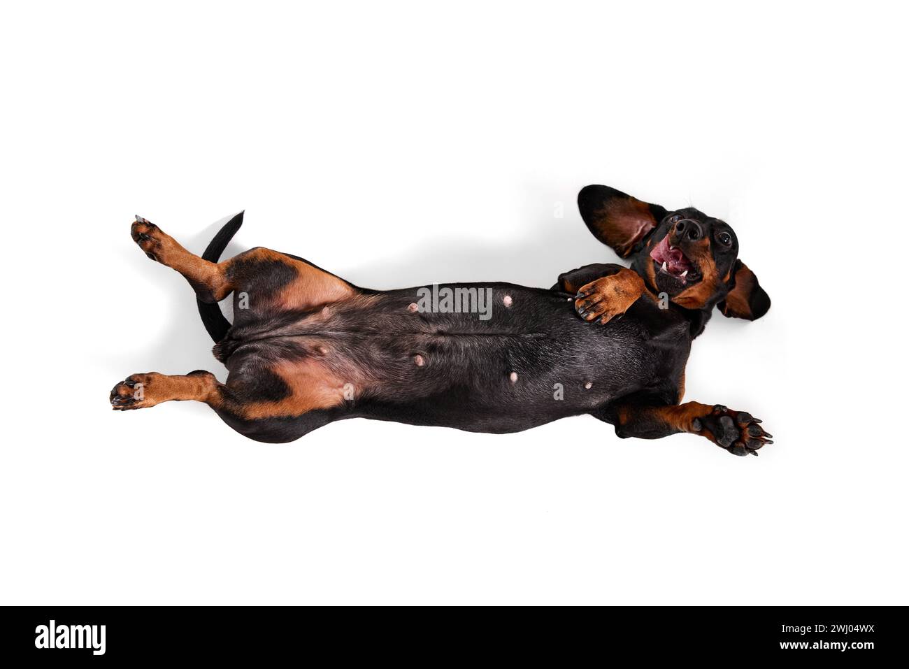 Playful, happy, purebred dog, Dachshund lying on back with paws up ...