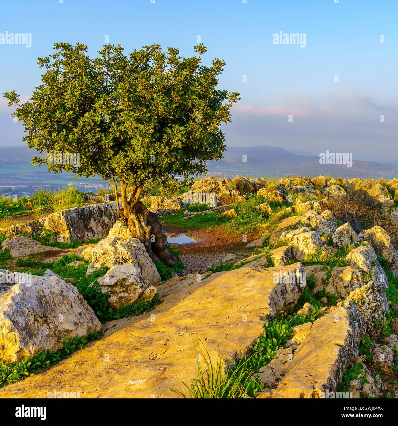 Landscape of rocks, cliffs, footpath and tree, in Mount Arbel National ...
