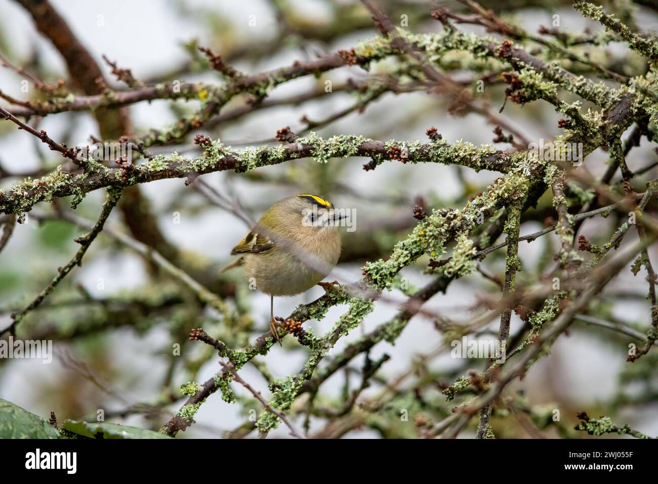 A small Gold Crest bird between the branches Stock Photo - Alamy