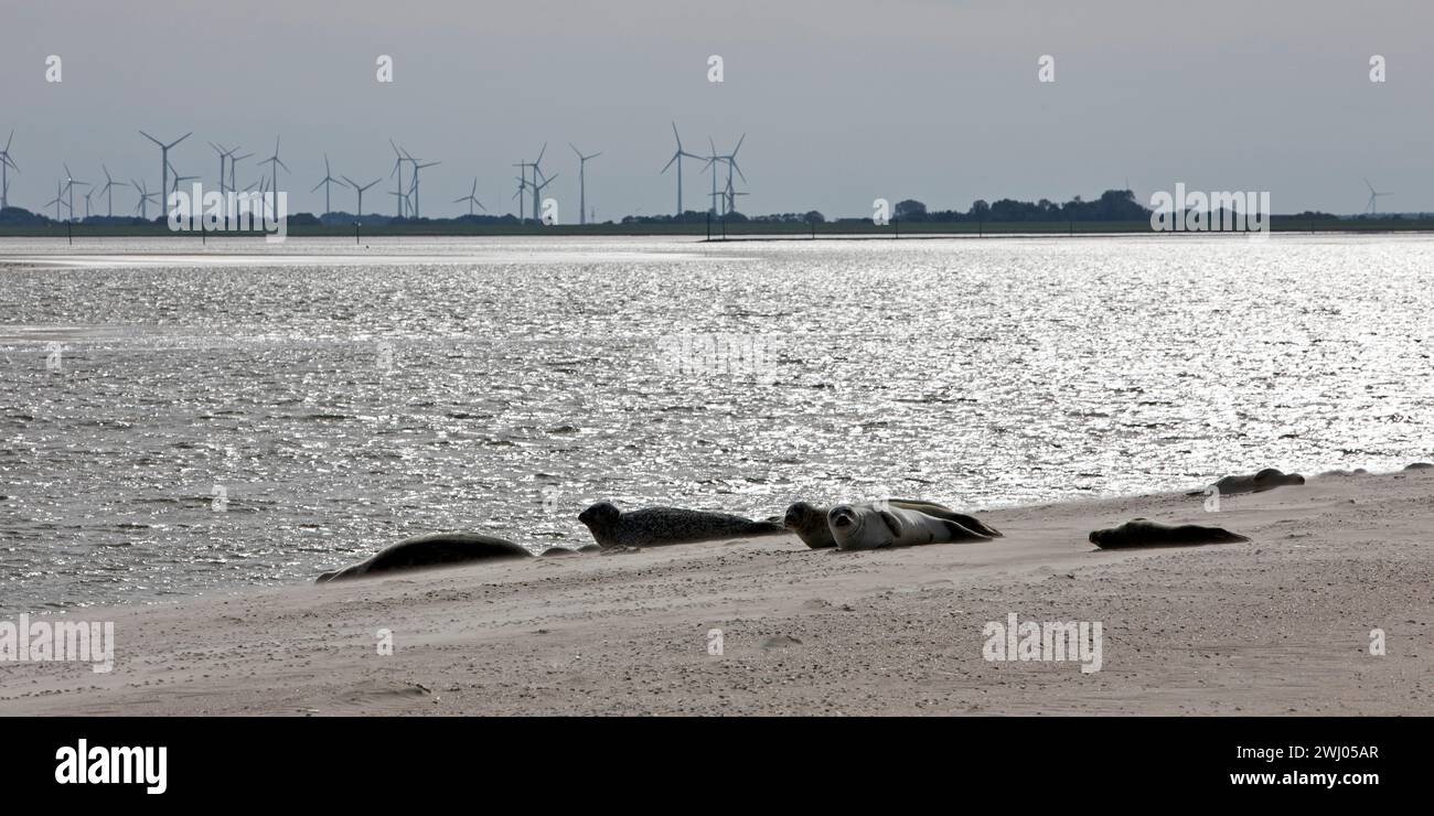 Seals on the beach in the background the wind turbines on the mainland ...