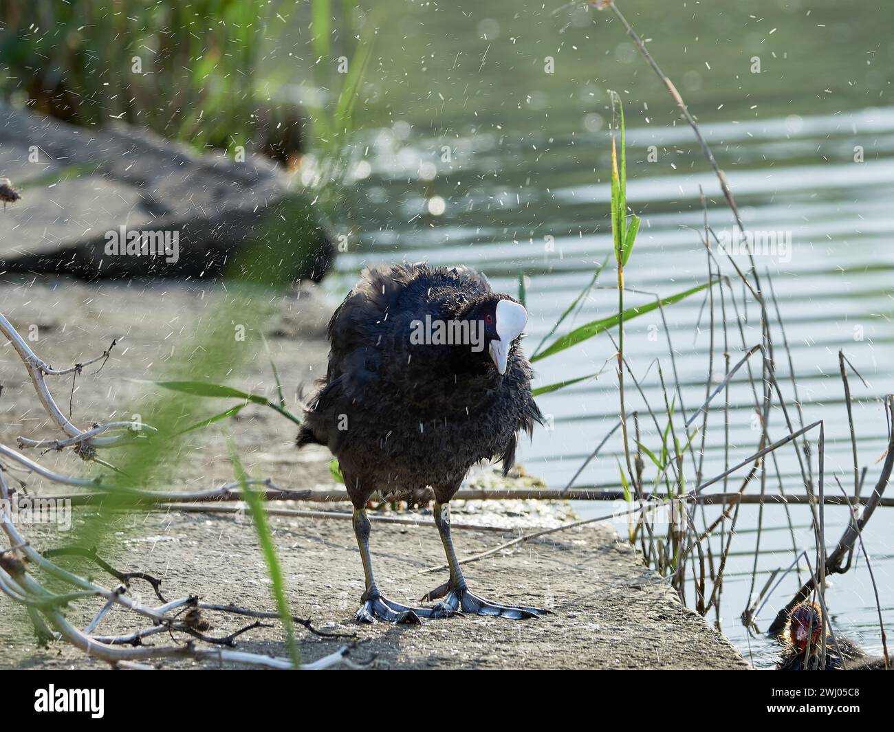 Eurasian coot shakes off the water from her feathers. Common coot dry ...
