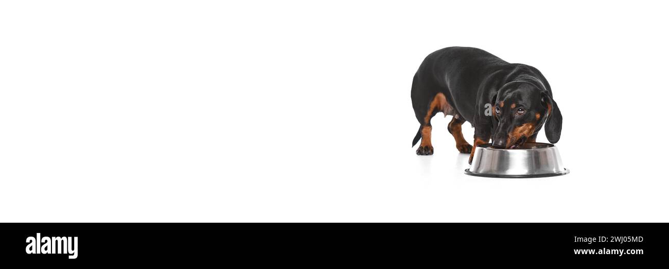 Beautiful purebred dog, Dachshund eating isolated over white studio ...