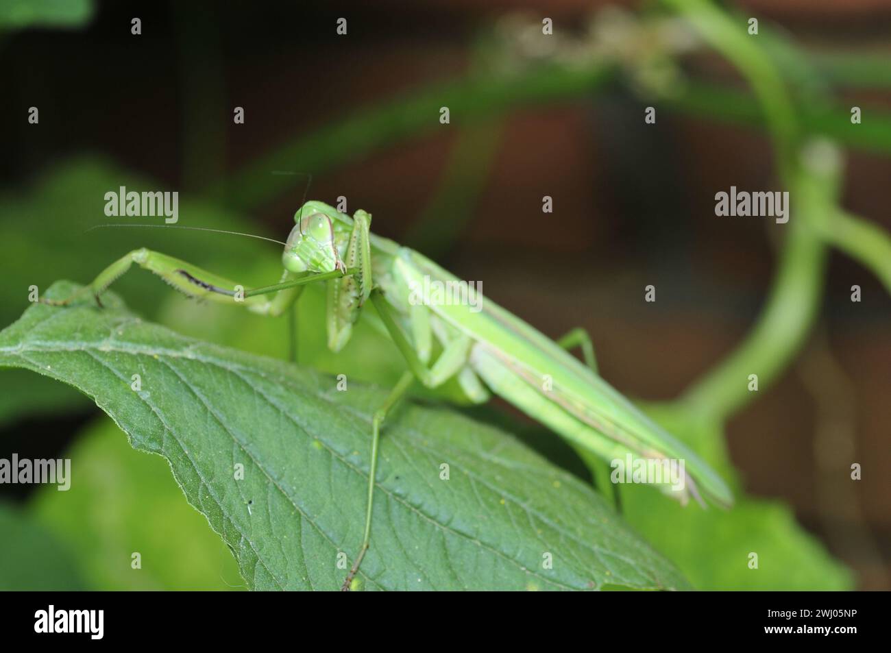 Mantis (mantis) also say the DaoLang, invertebrates. Insects classes ...