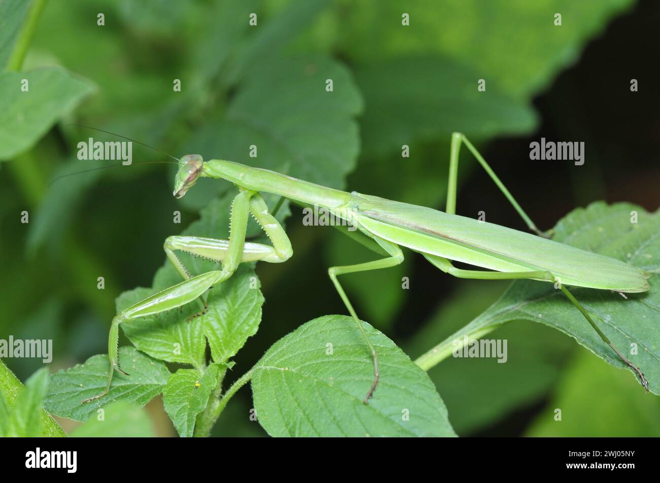 Large insects hi-res stock photography and images - Alamy
