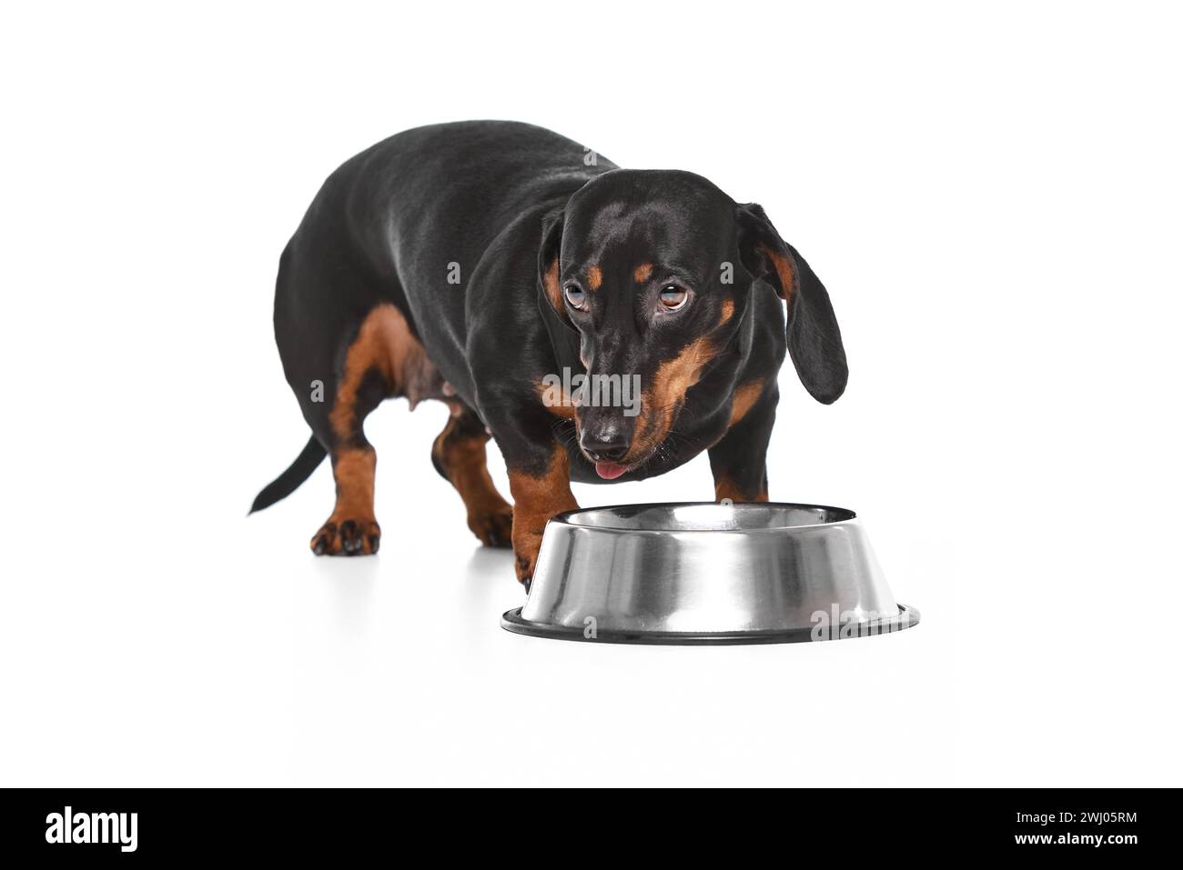 Beautiful purebred dog, Dachshund eating, drinking water isolated over ...