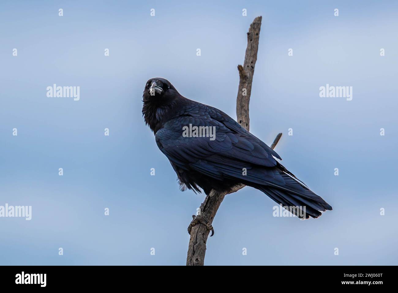 Is a large all black passerine bird hi-res stock photography and images ...