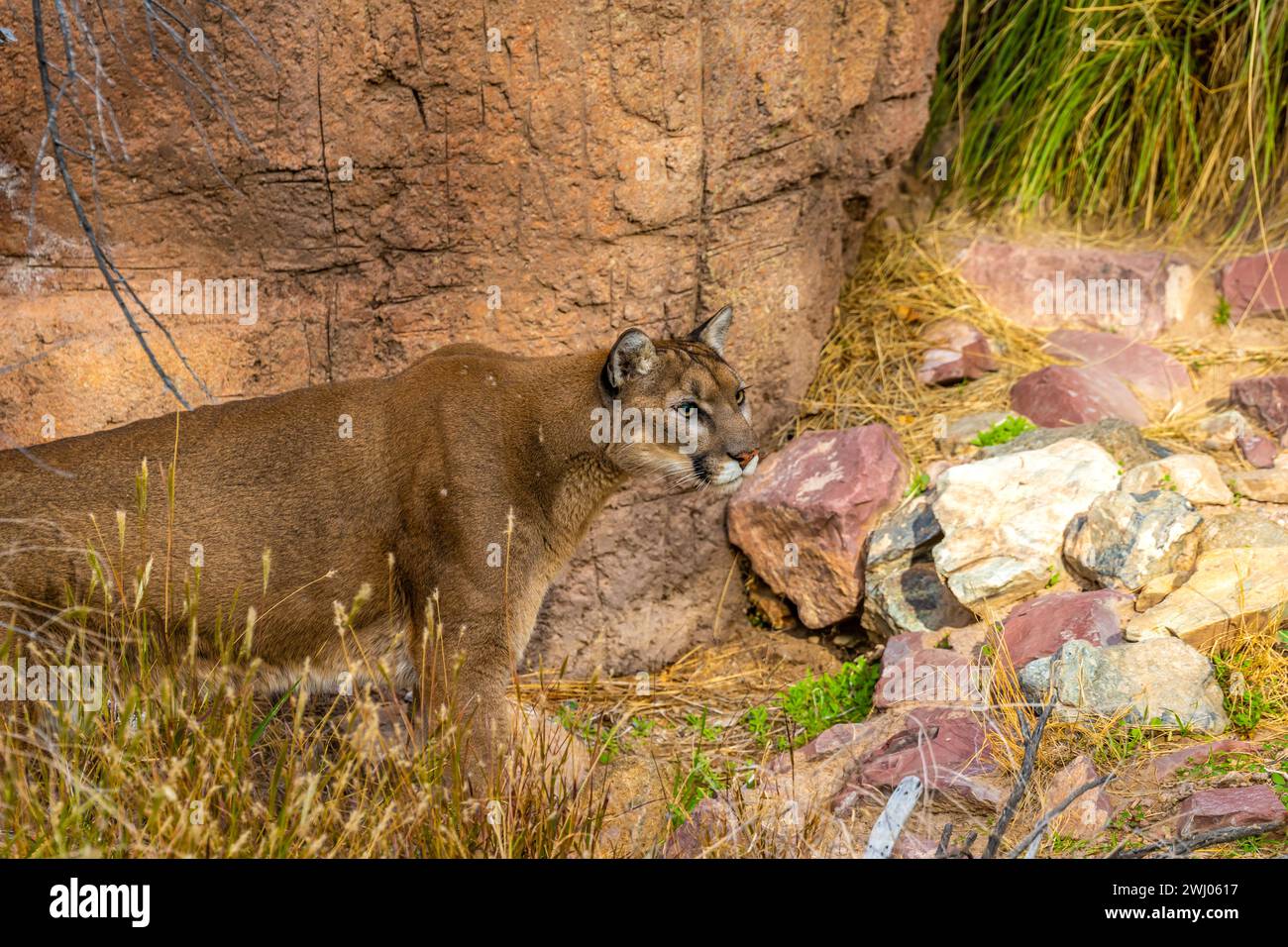 A large tan Mountain Lion hiding behind the rocks of Sonora Desert ...