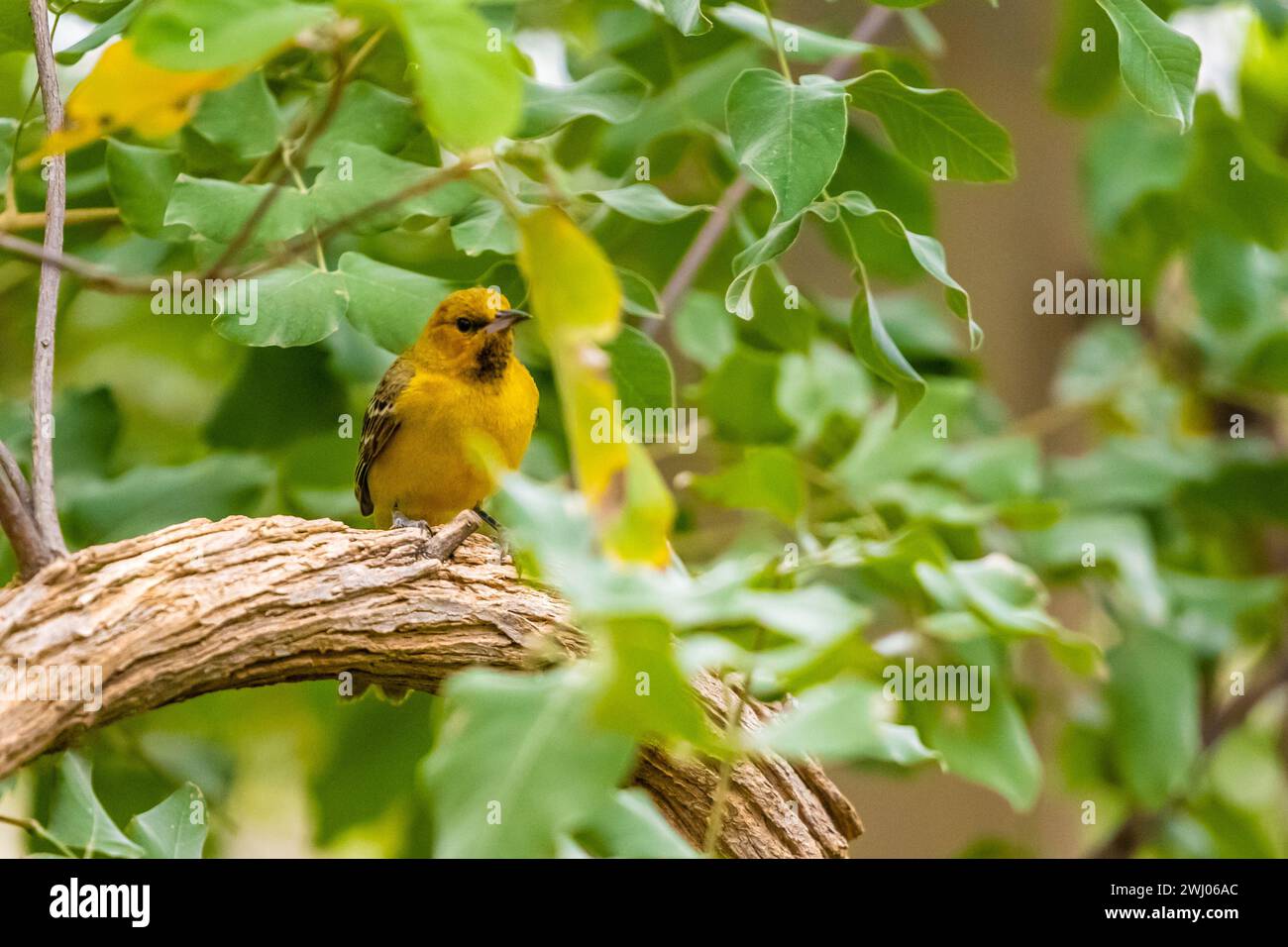 An unusually long and slender bill bird is relaxing and enjoying the ...