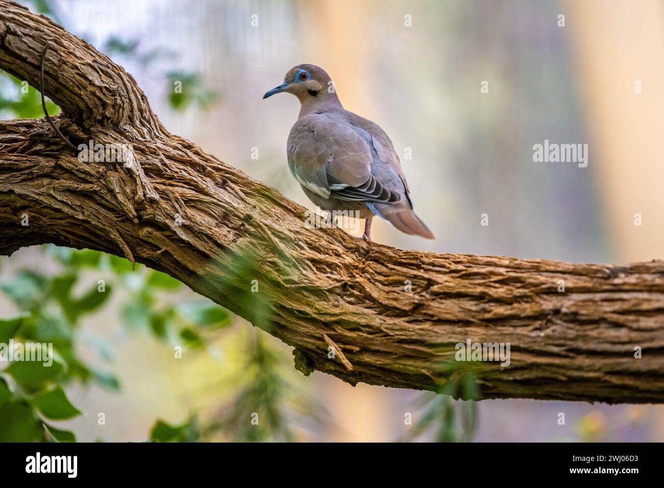 A granivorous bird is relaxing and enjoying the view in Sonora Desert ...