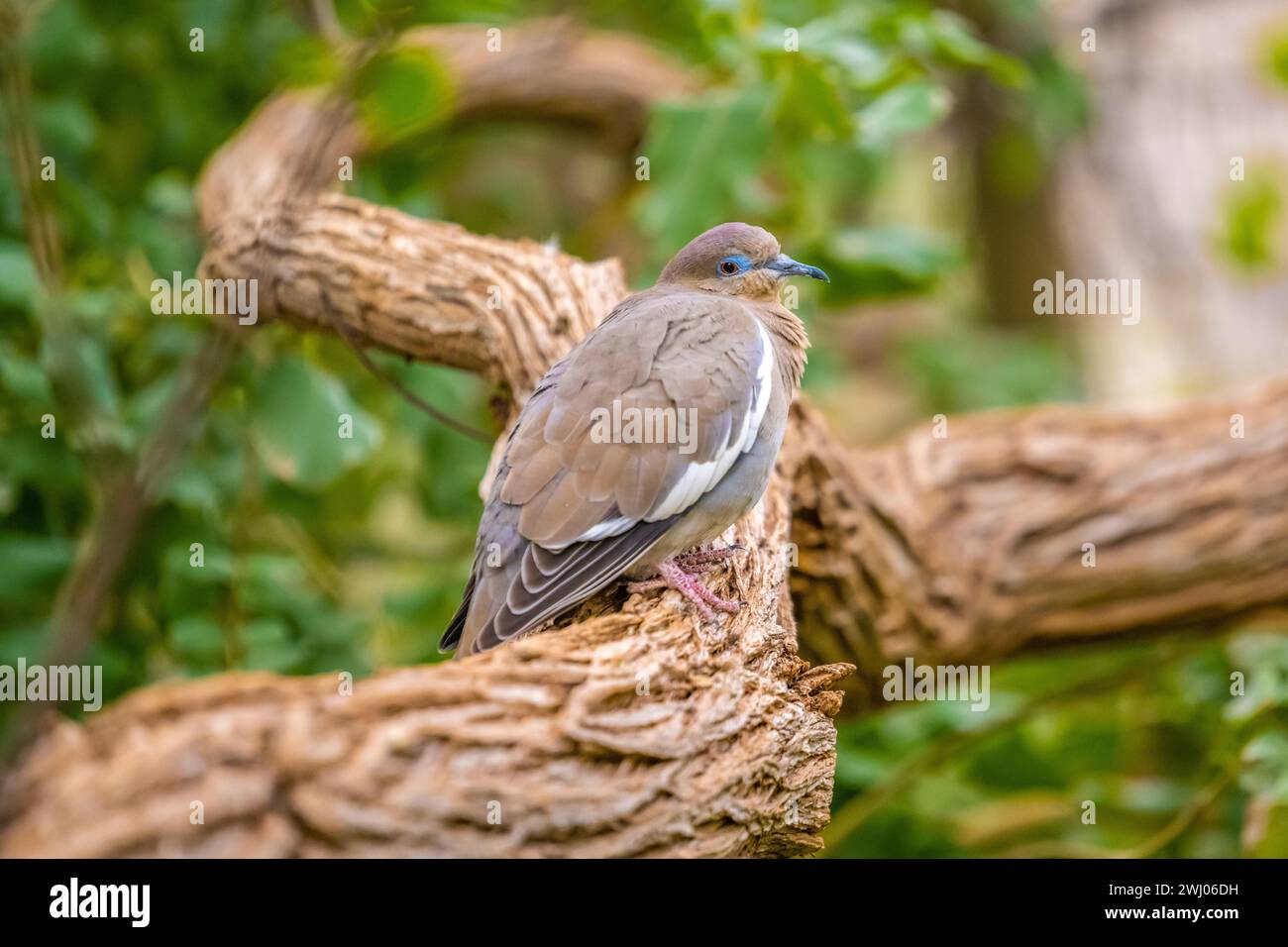 A granivorous bird is relaxing and enjoying the view in Sonora Desert ...