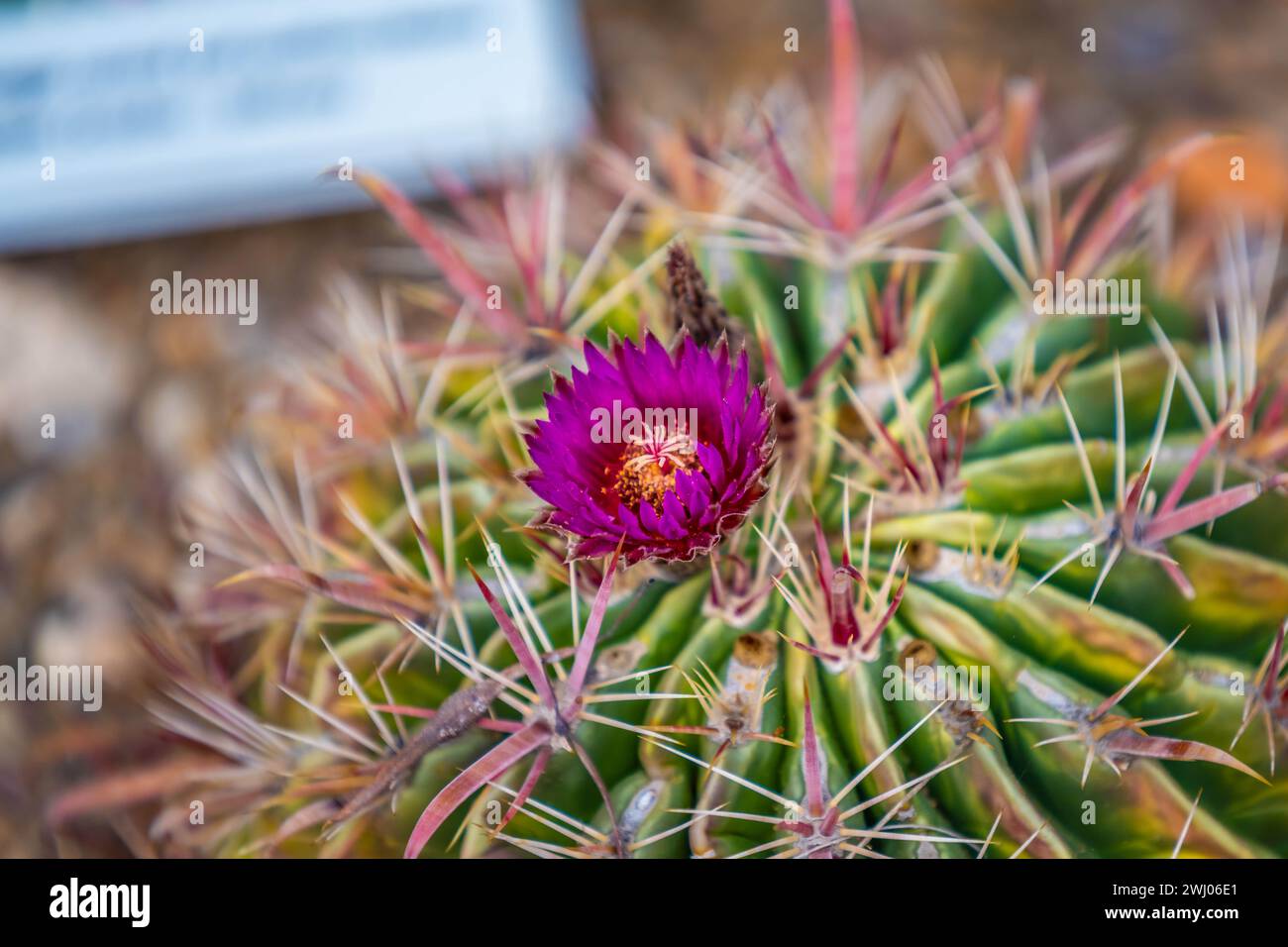 A greeny, spiny plants blooming along the trail of Sonora Desert Stock ...