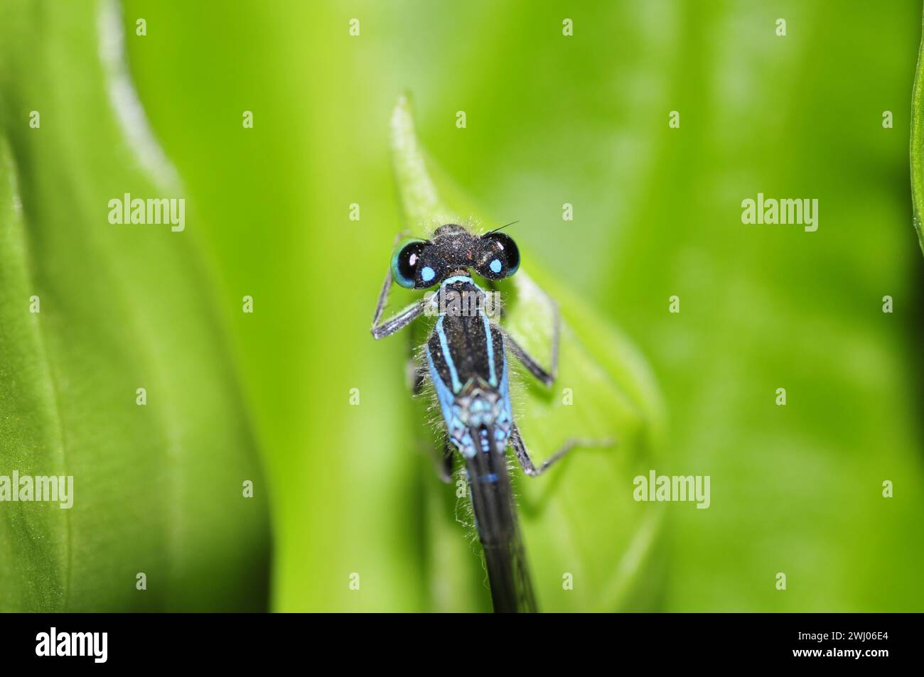 All wings mysticetes hi-res stock photography and images - Alamy