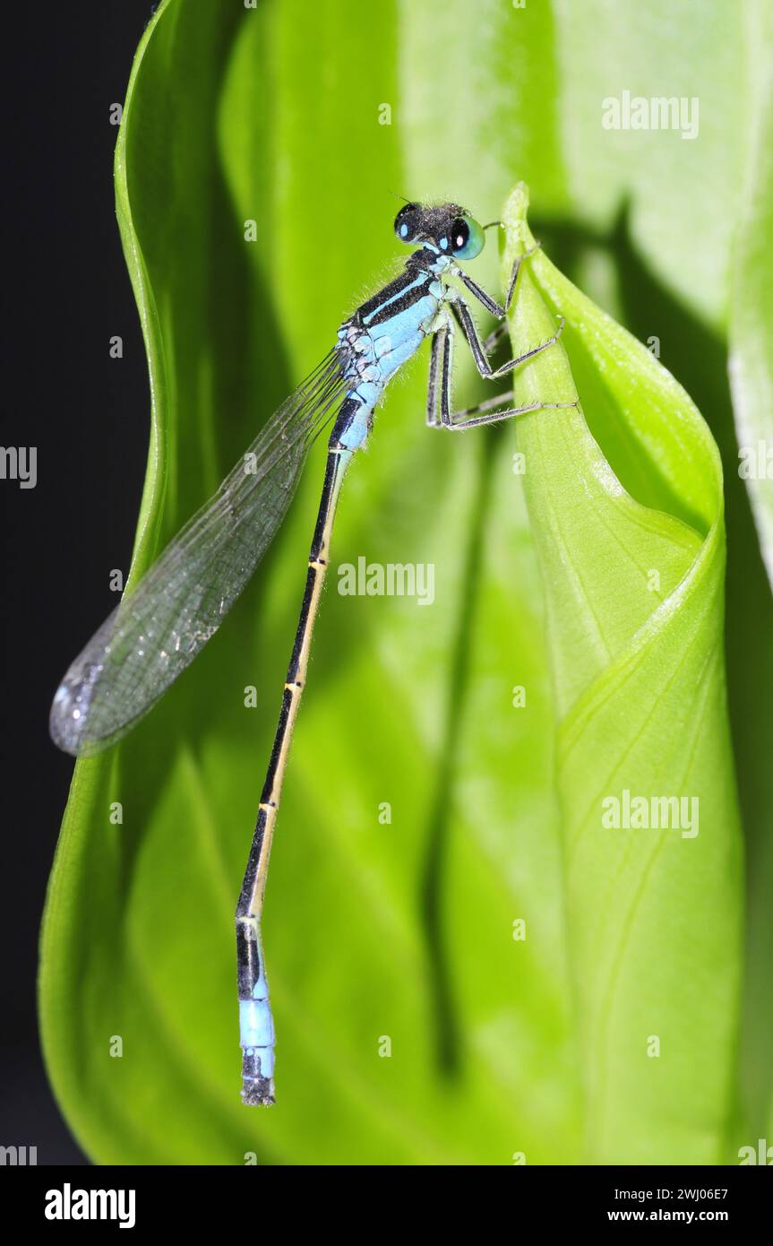 Dragonflies, also called bean niang, winged spathula sent wing ...