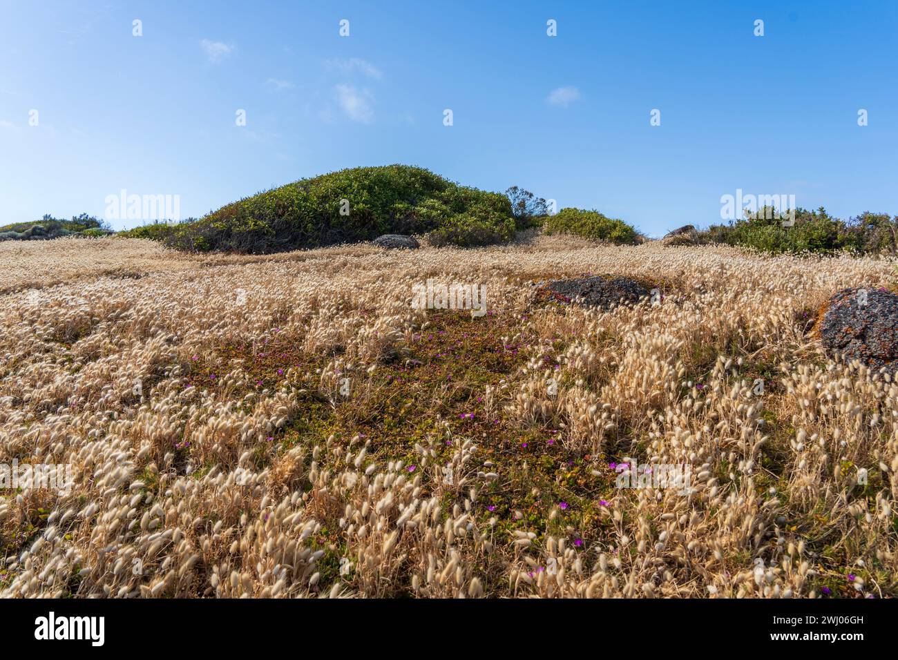 Field of hare's tail grass on Granite Island, Victor Harbor, South ...