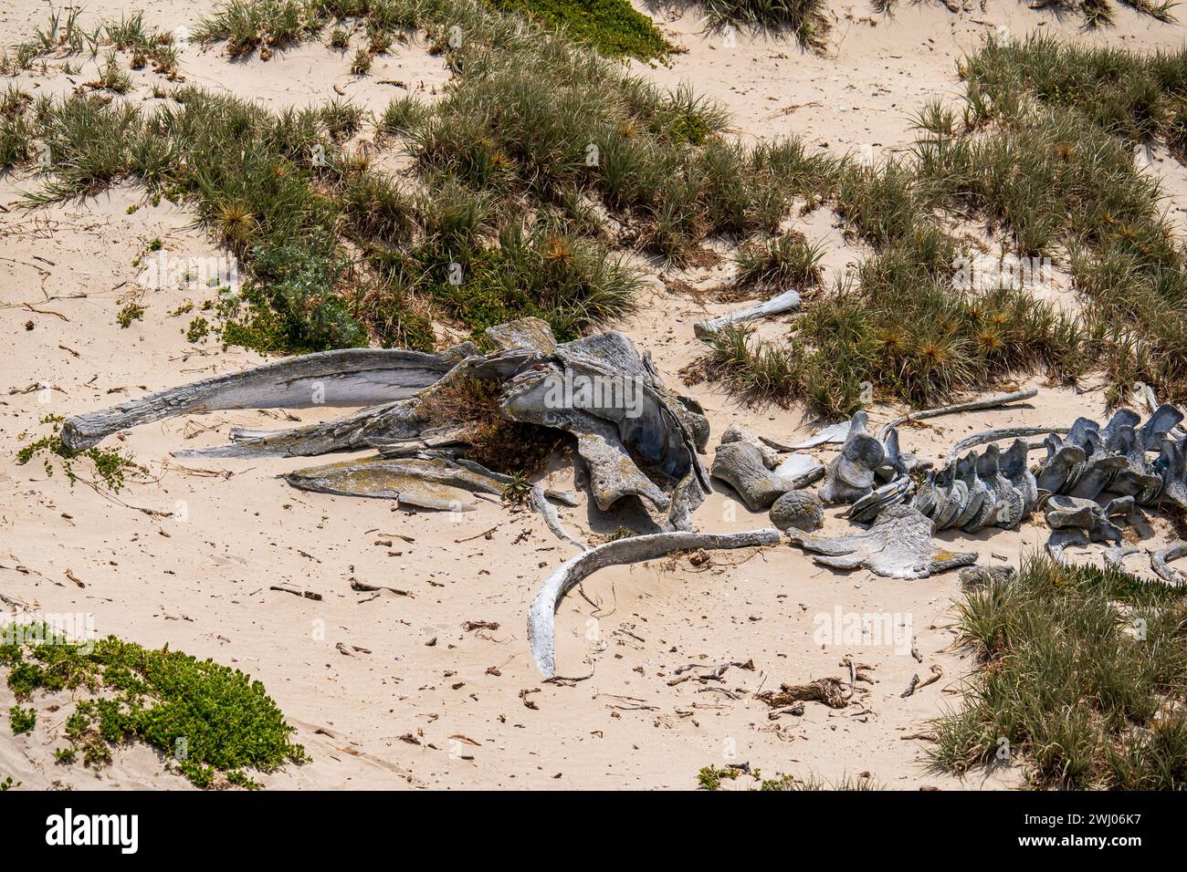 Whale skeleton on the beach at Seal Bay Conservation Park, Kangaroo ...
