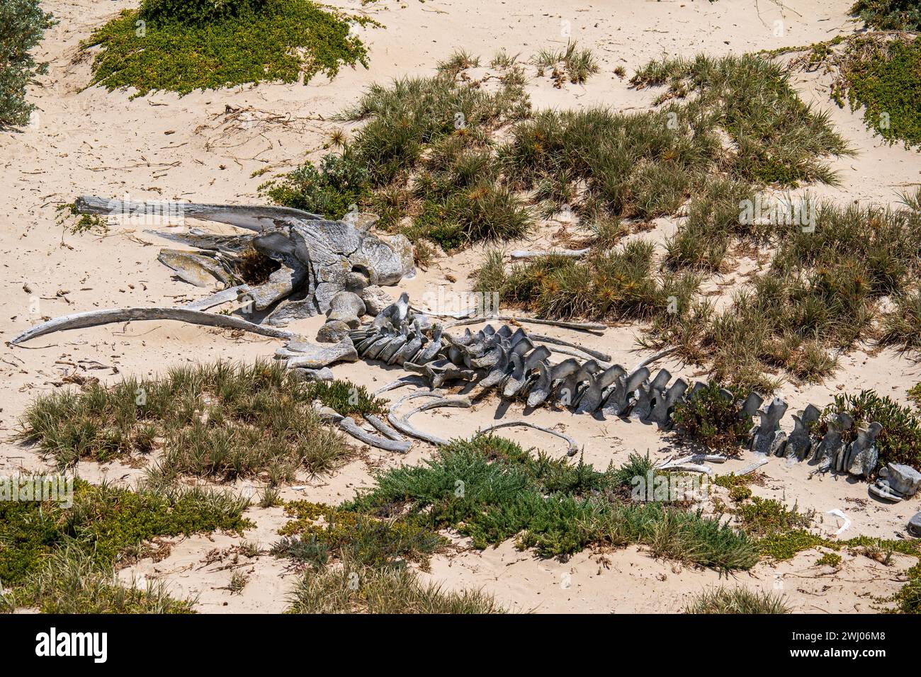 Whale skeleton on the beach at Seal Bay Conservation Park, Kangaroo ...
