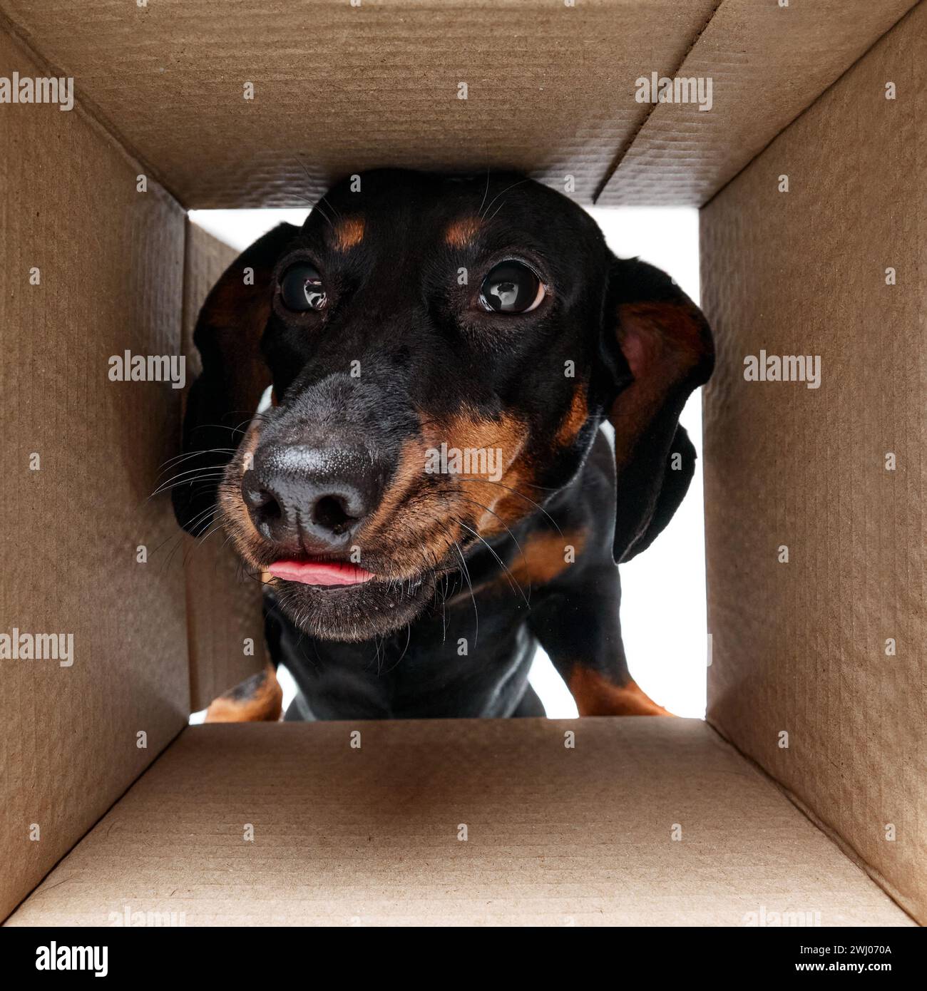 Curious doggie. Funny purebred black dog, Dachshund looking into ...
