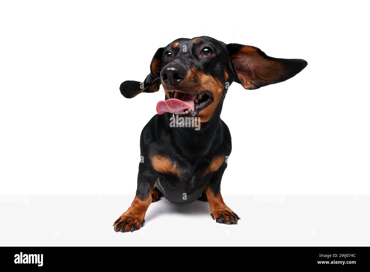 Flying ears. Purebred, funny, adorable dog, Dachshund standing with ...