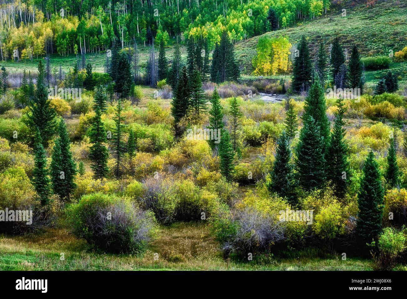 Sneffles range trees hi-res stock photography and images - Alamy