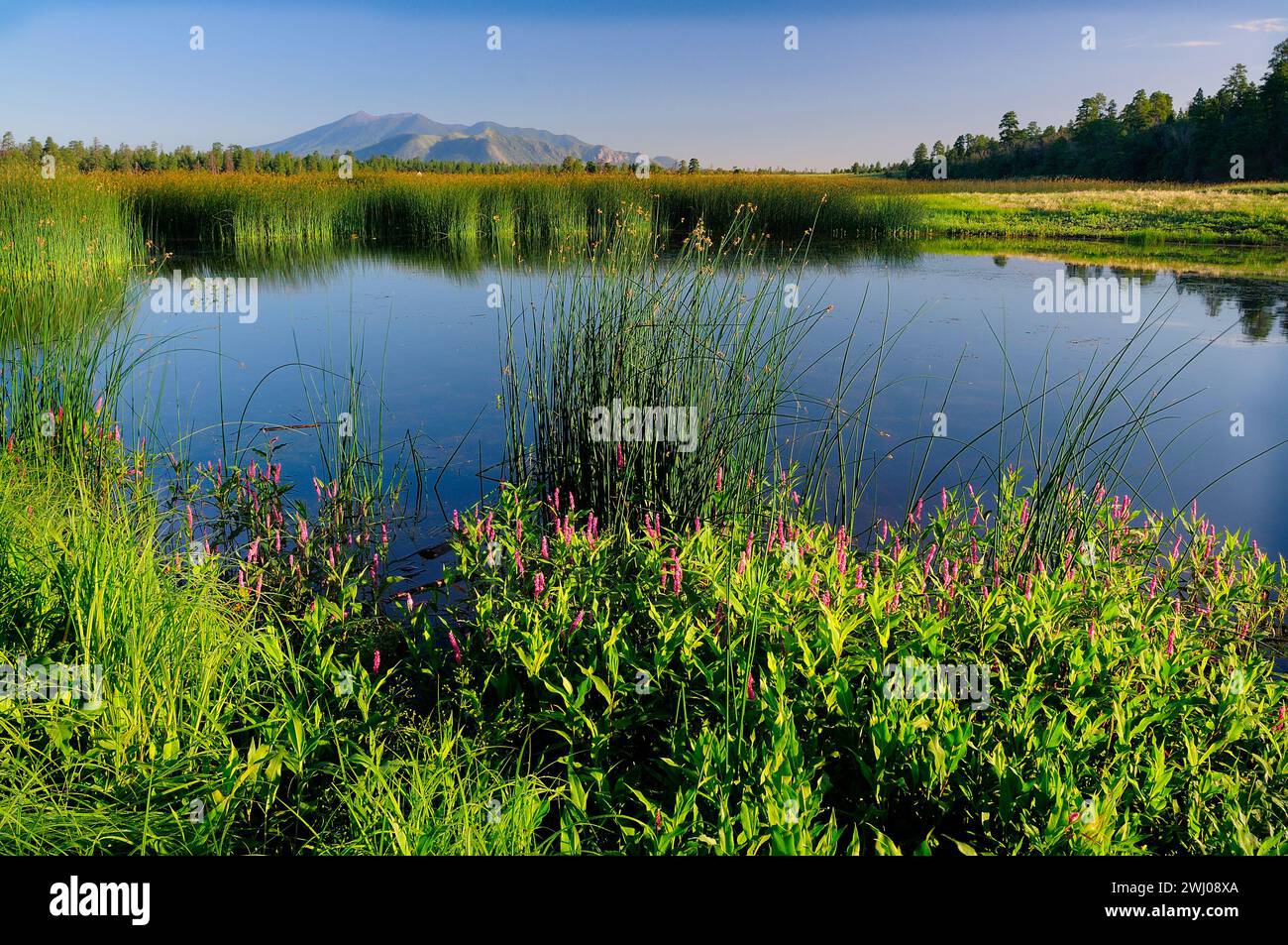 A serene lake surrounded by lush greenery. San Francisco Mountains ...