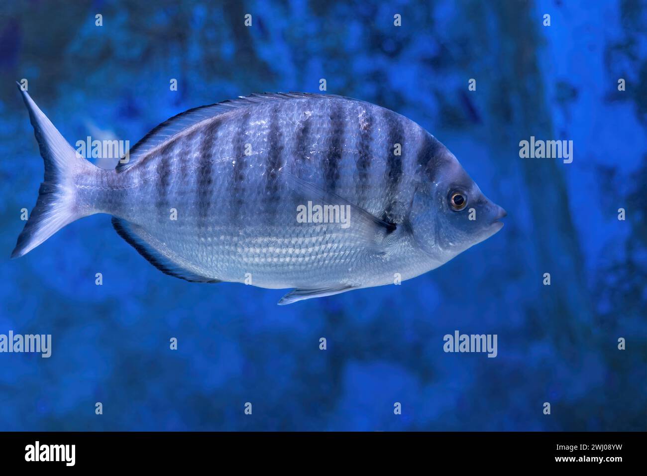 Sheephead bream hi-res stock photography and images - Alamy