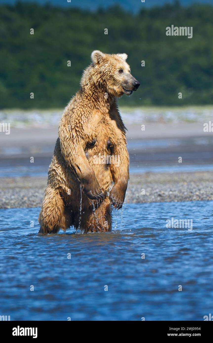 A large grizzly bear standing in water, gazing to the side Stock Photo ...