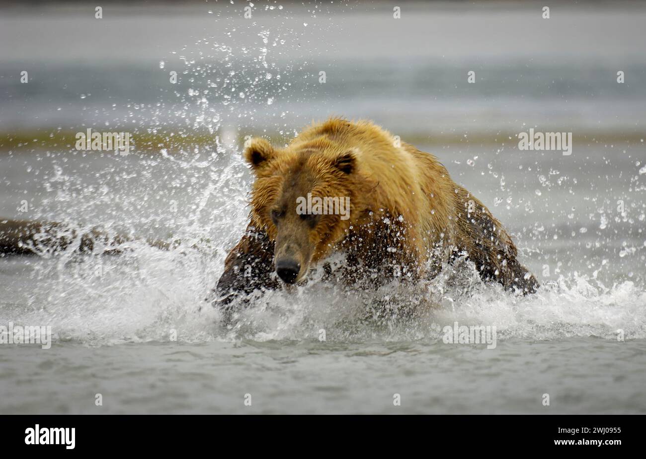 Bear hunting fish hi-res stock photography and images - Alamy