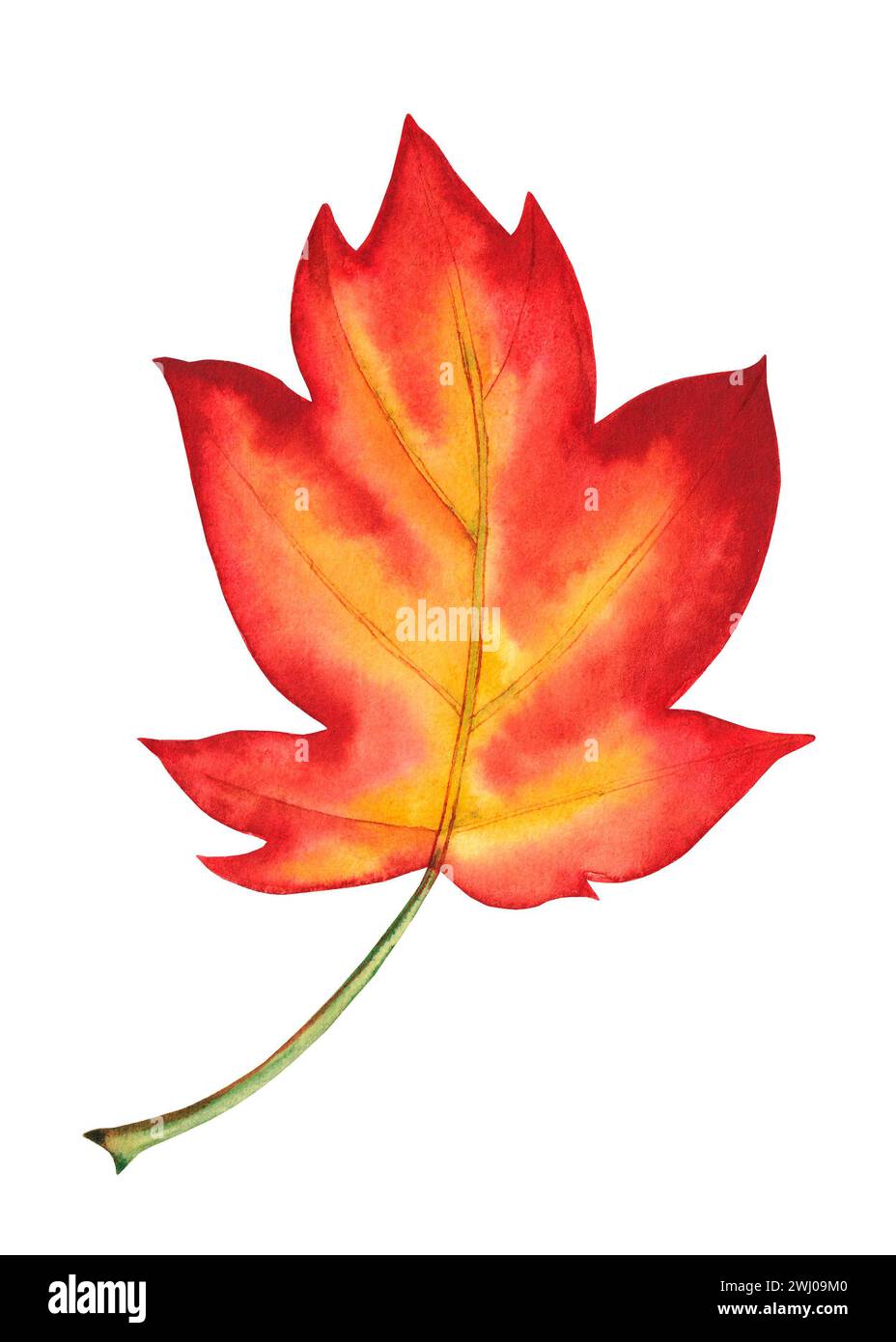 Watercolor Fall Leaf Isolated On White Background Hand Drawn