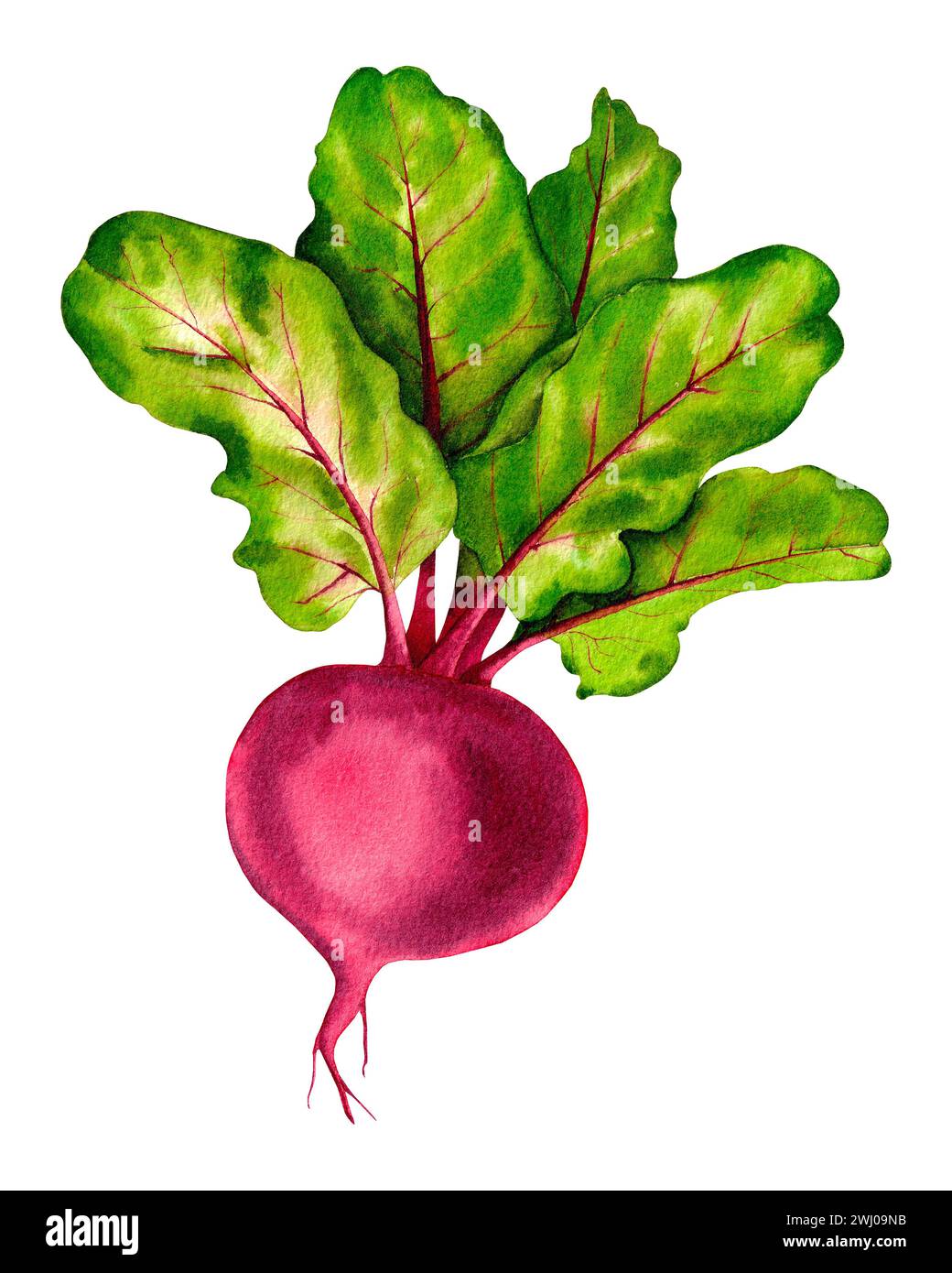 Watercolor Fresh Beetroot with green leaves. Hand drawn illustration ...