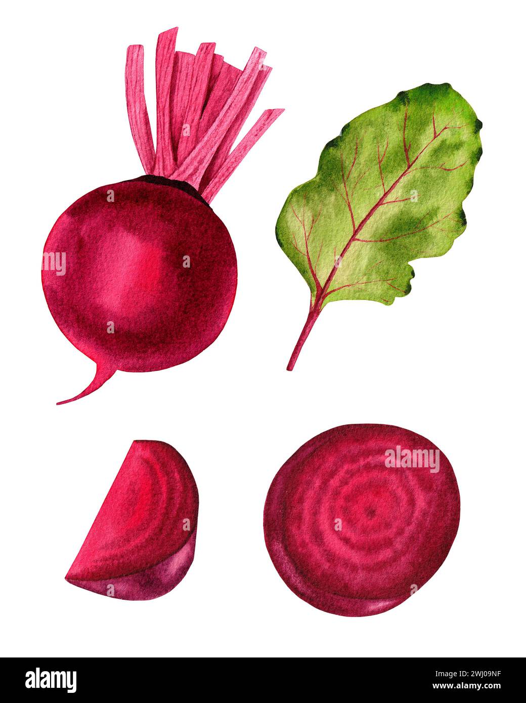 Fresh Beetroot and slice set. Watercolor hand drawn illustration ...