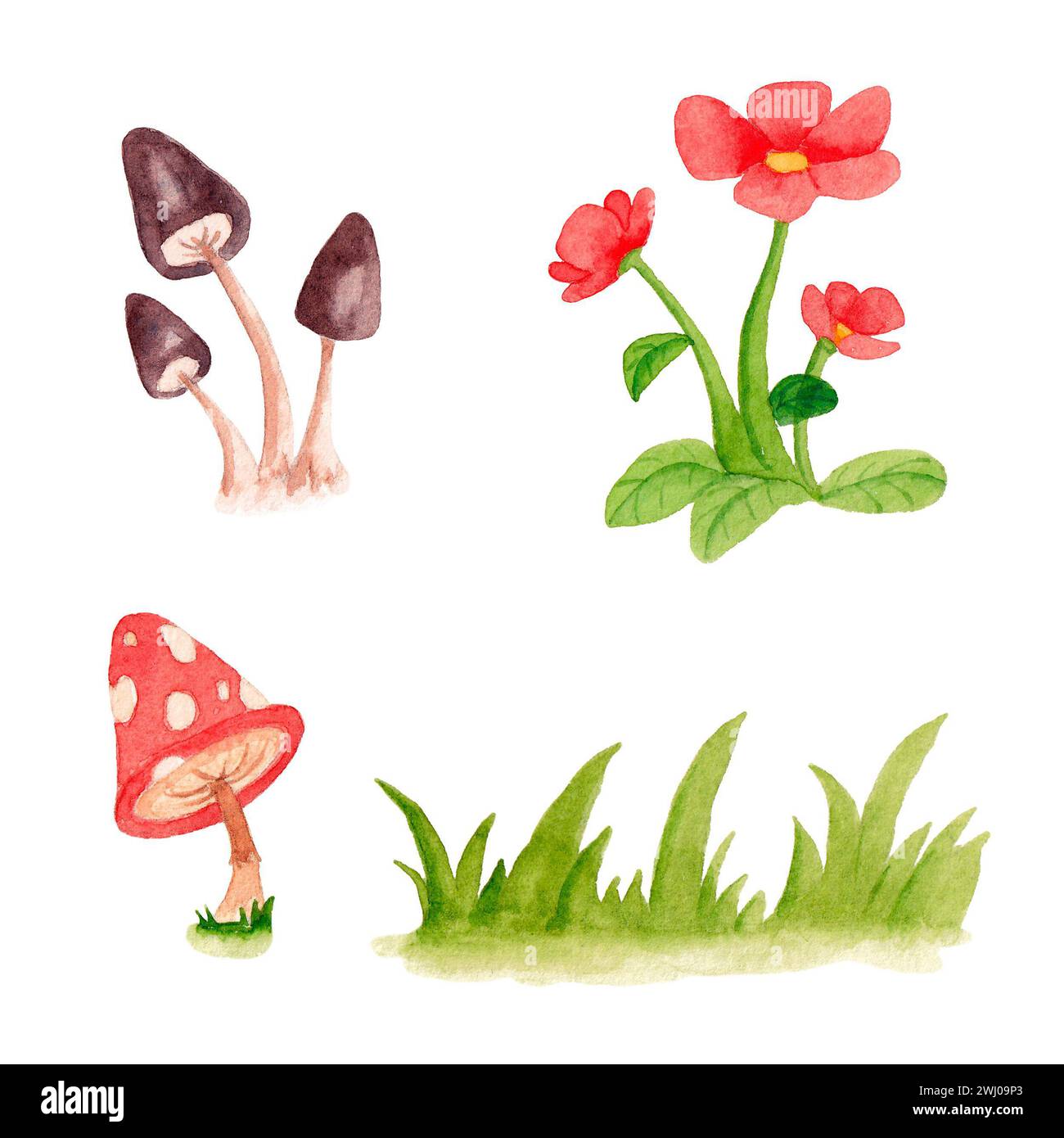 Mushrooms, flowers, green. Watercolor set isolated on white background ...