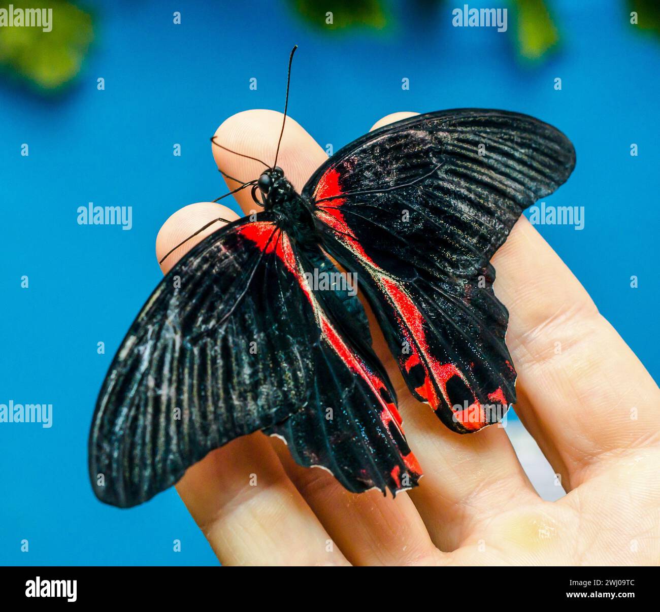 Open wings butterflies hi-res stock photography and images - Alamy