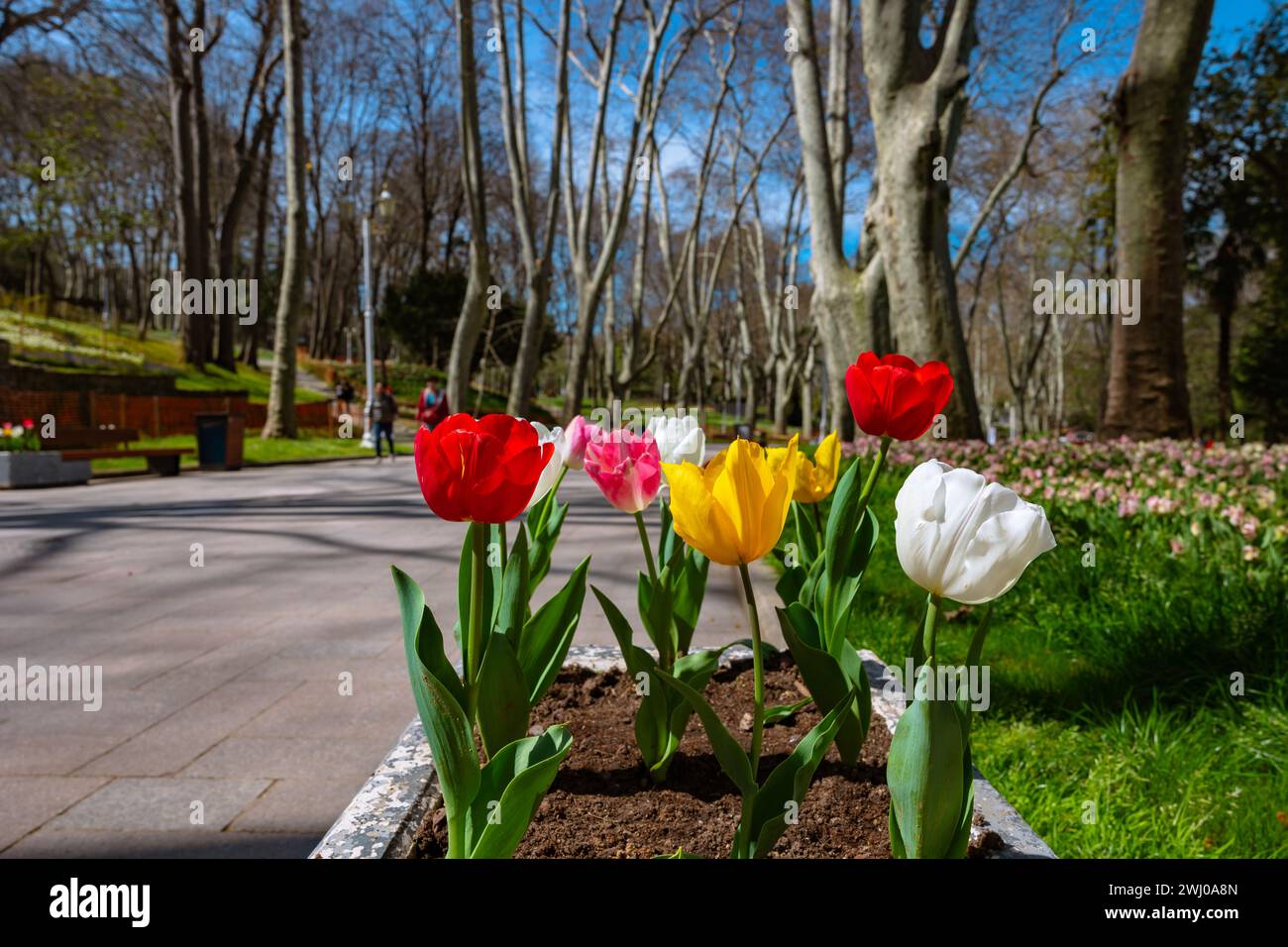 Colorful tulips in Gulhane Park in Istanbul. Istanbul in the spring ...